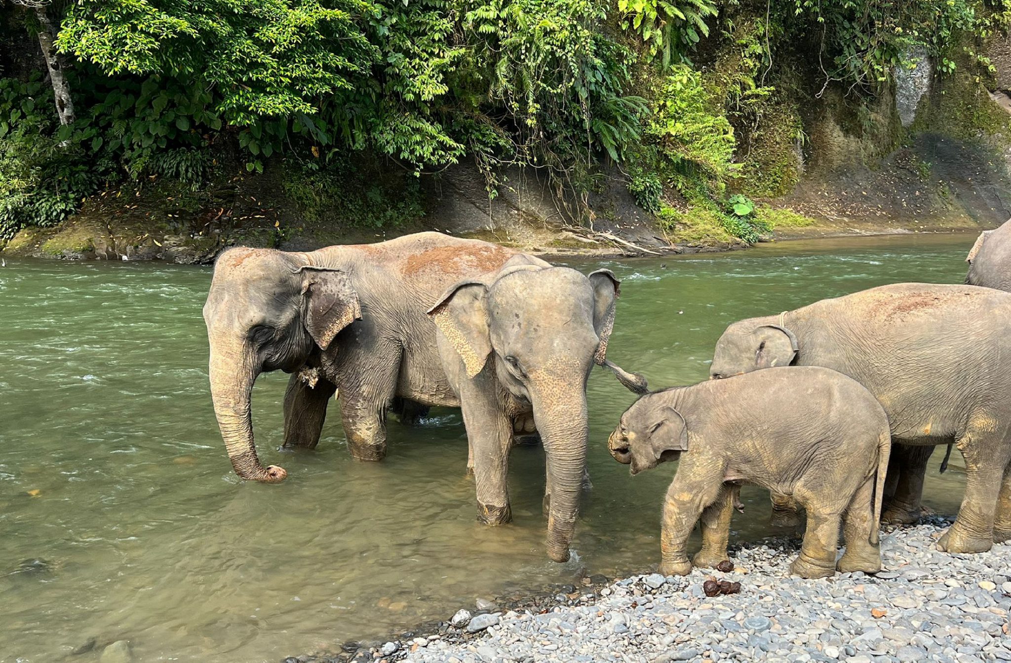 Tangkahan Elephant Tour - Bukit Lawang Adventure